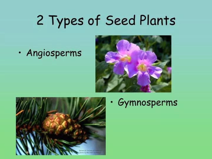 Different Types Of Plants Ppt Guides thepoetandtheplant different-types-of-plants-ppt-guides-thepoetandtheplant