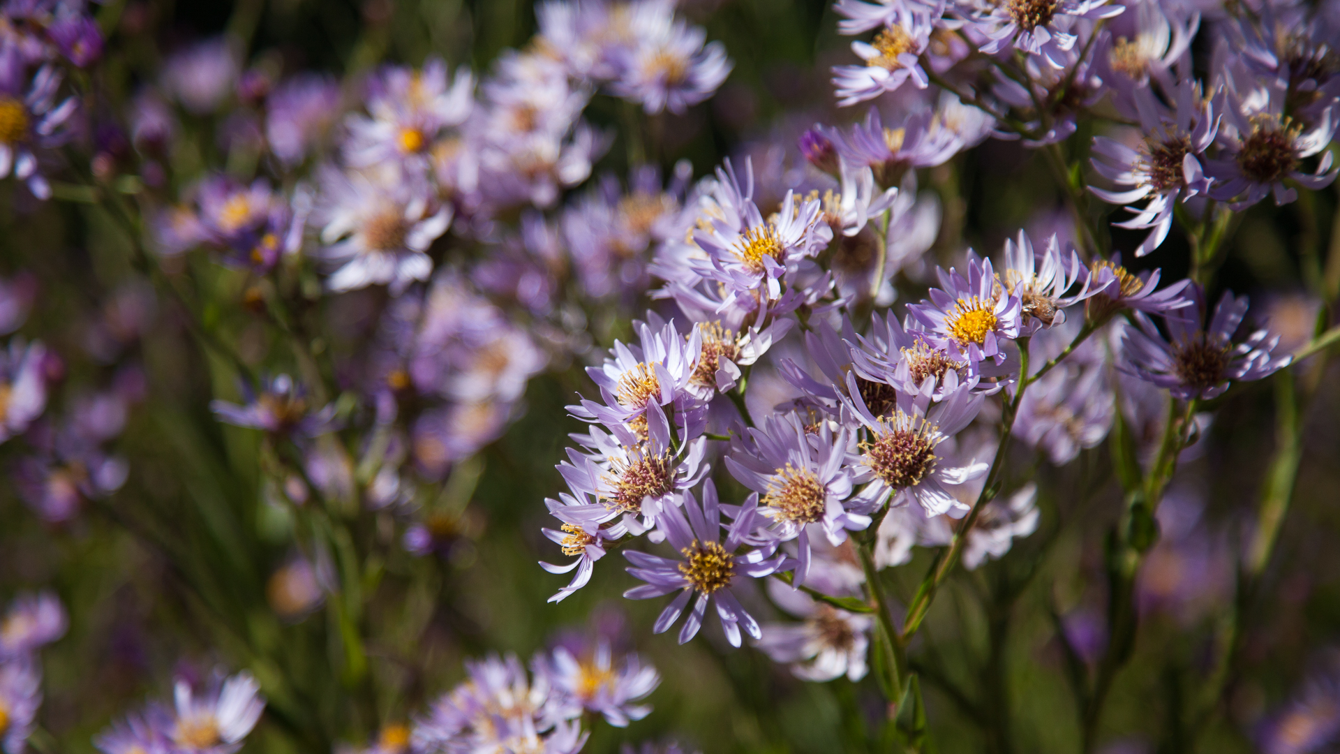 Denver Botanic Gardens – Fall 2016 | InaSphere