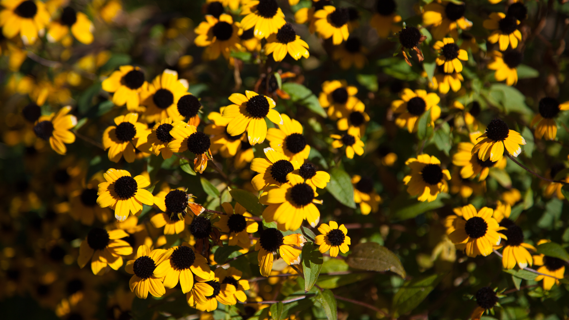 Denver Botanic Gardens – Fall 2016 | InaSphere