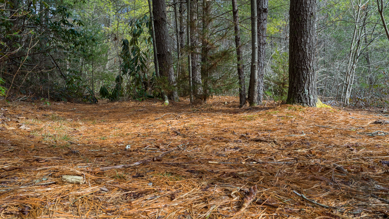 Meanderthals | Flat Rock and Plantation Trails, DuPont State Forest