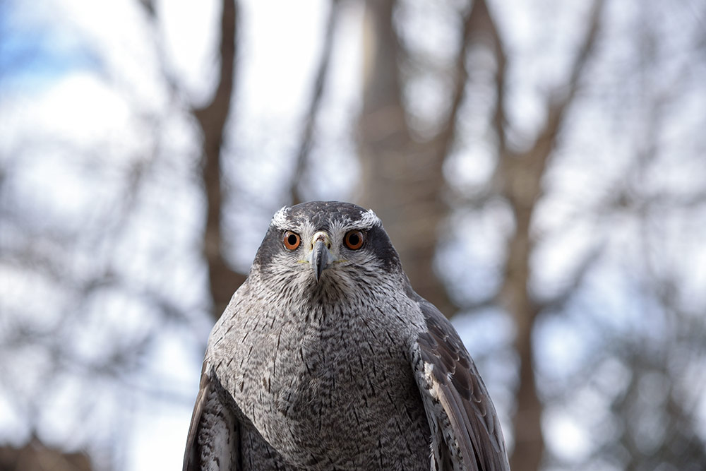 The Ultimate Forest Raptor - intoBirds