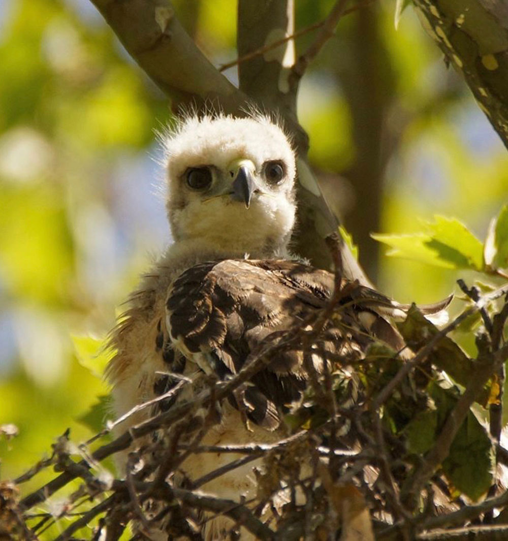 Red-Tailed Hawk Chick in Nest - intoBirds