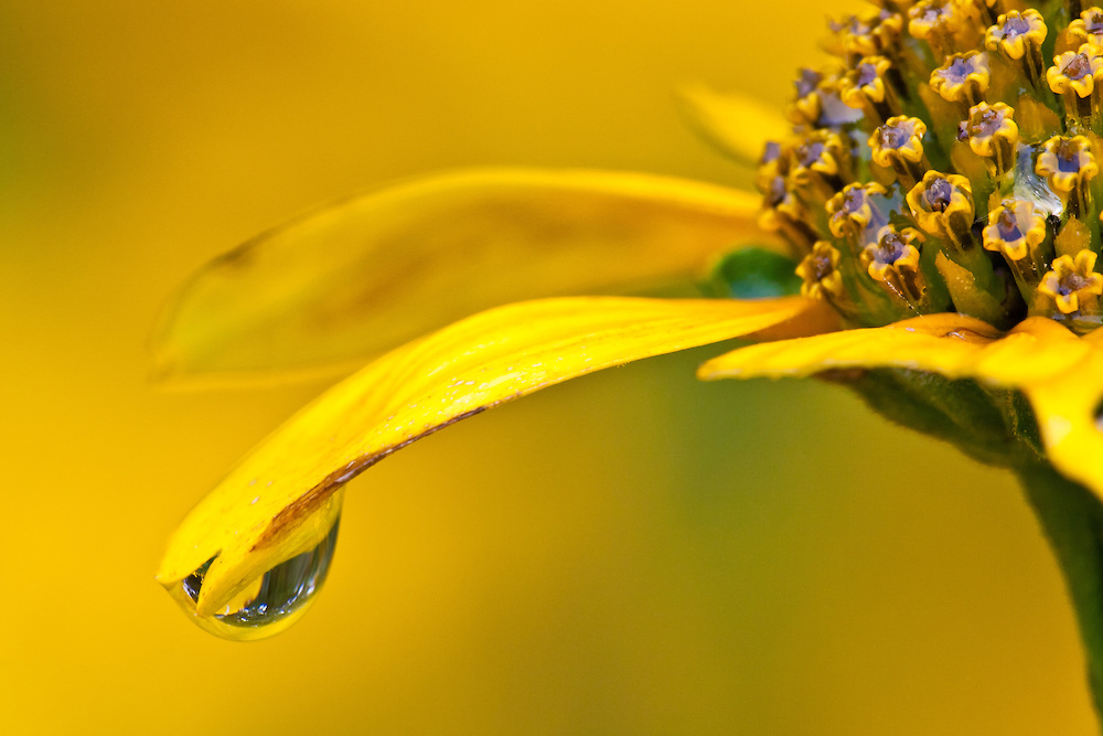 Idei Floarea Rugaciunii Proaspat