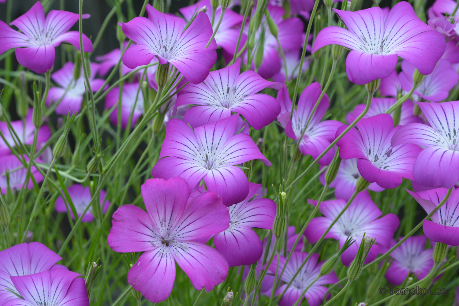 Annual Plants Examples Articles thepoetandtheplant annual-plants-examples-articles-thepoetandtheplant