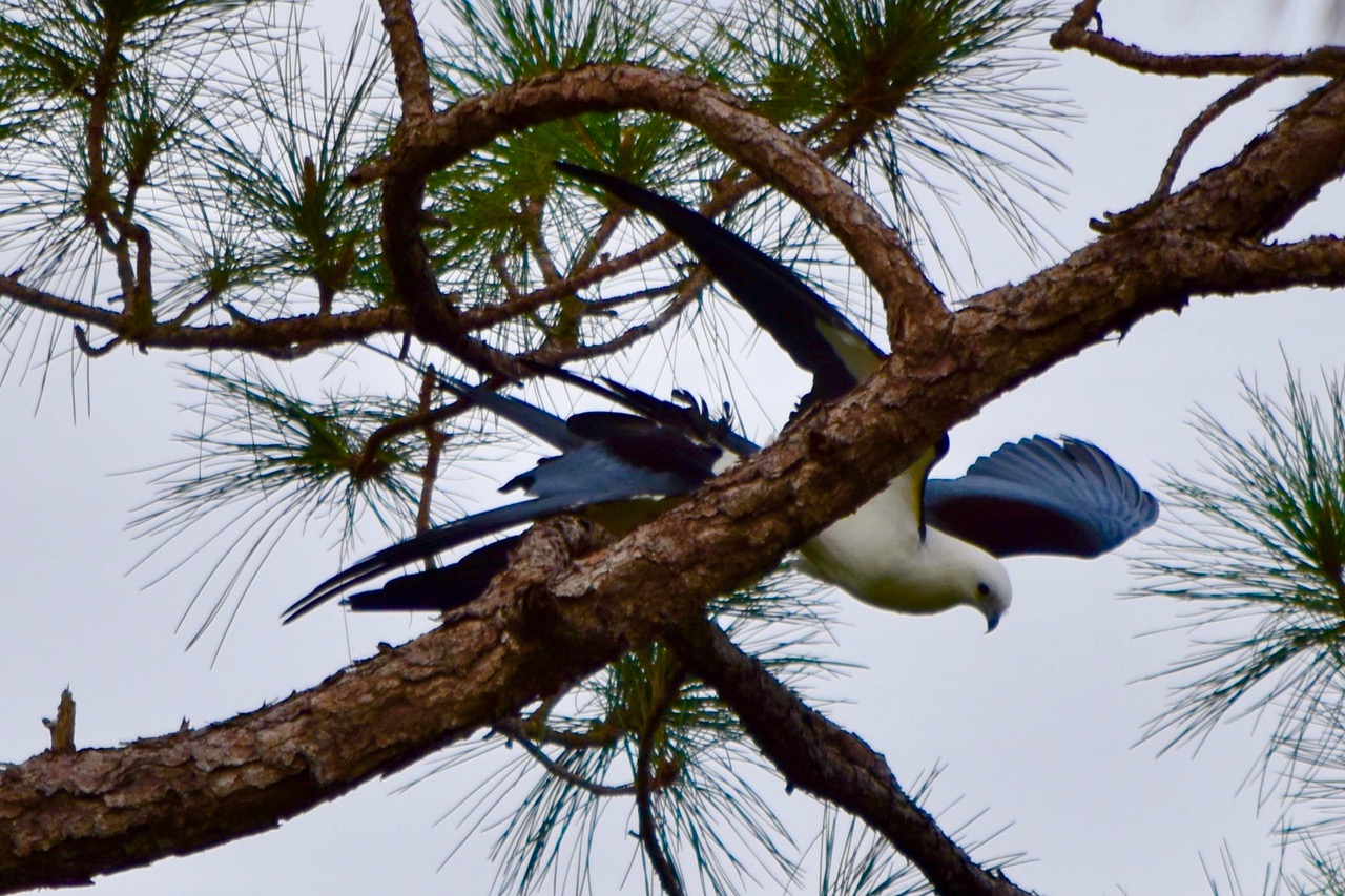 bird of prey forked tail | Jacqui Thurlow-Lippisch