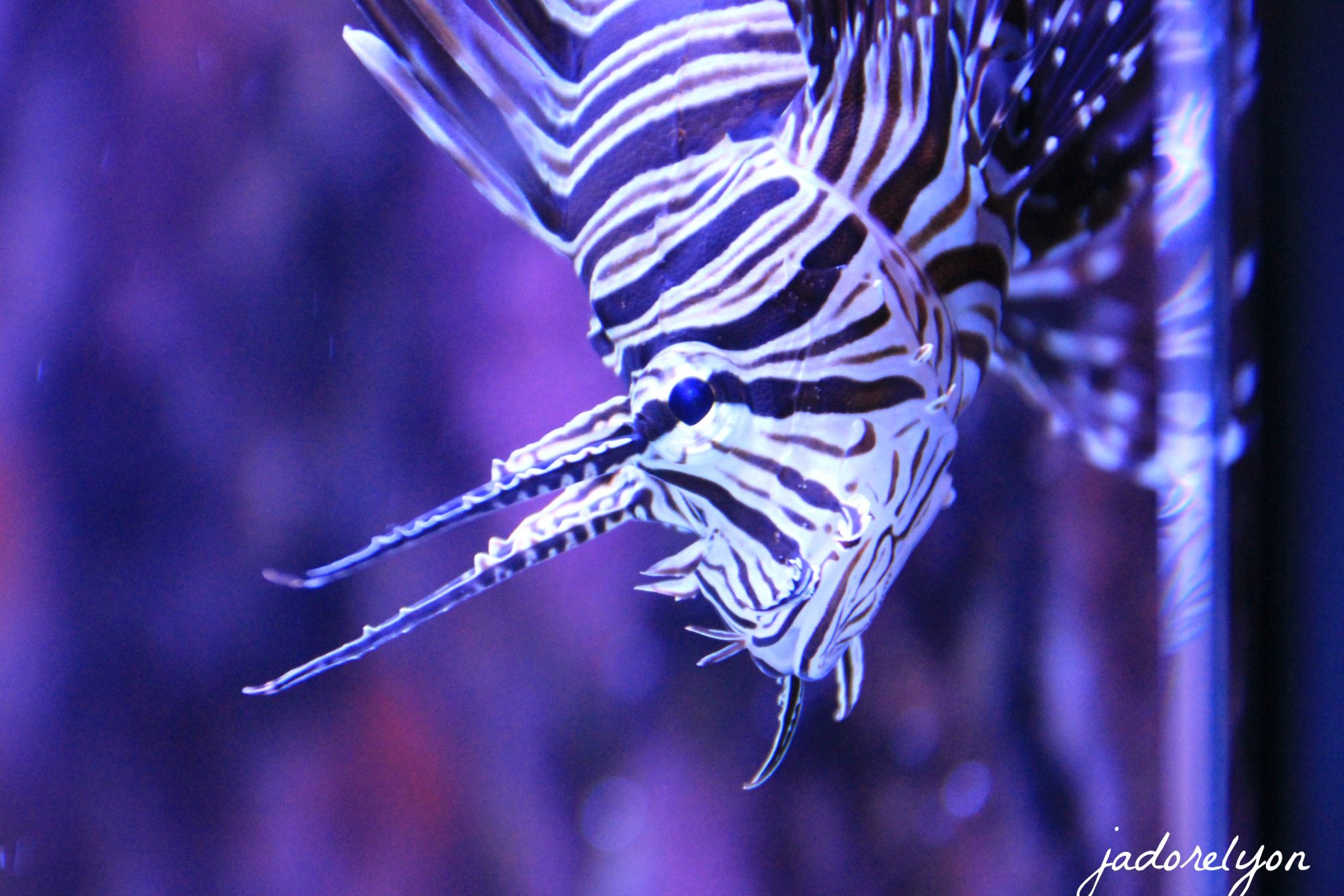 Enter the World of Poison - Venenum and be enchanted! - jadorelyon