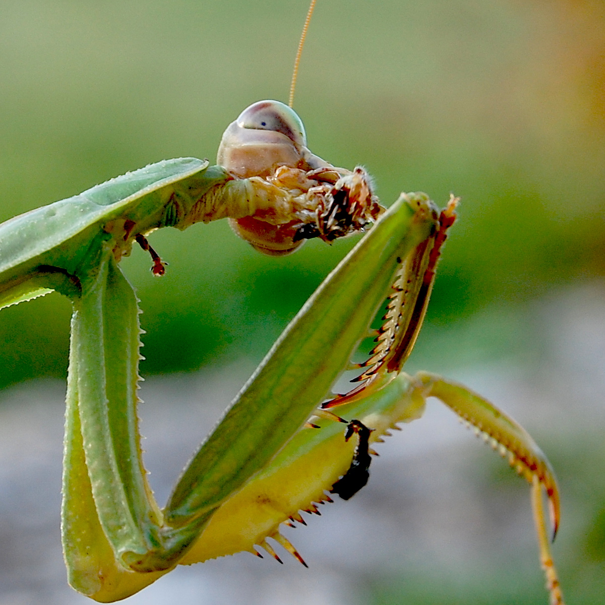 Mantis | Grasshopper Devoured – How I See It