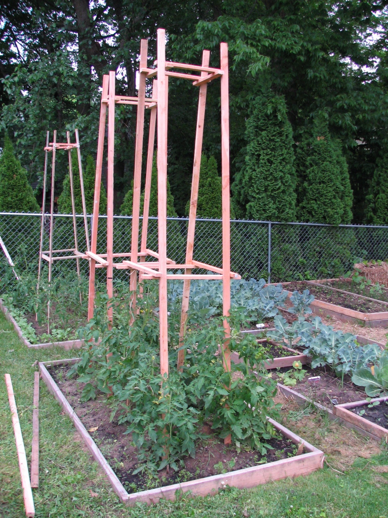 Tomato Trellis Garden Ideas