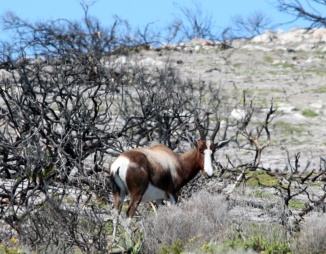 My African Adventure | From Cape Town to Zimbabwe and back