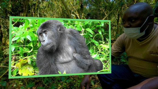 Introducing Gorilla Safari VR! A virtual gorilla trek | Kate on ...