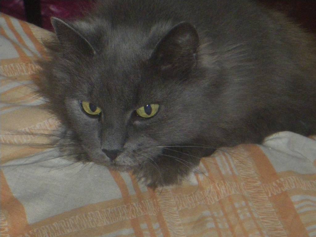 Guest Star: My name is Sid and I am adopted - Katzenworld