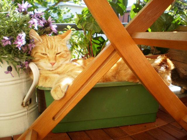 How to create a cat-friendly garden - Katzenworld