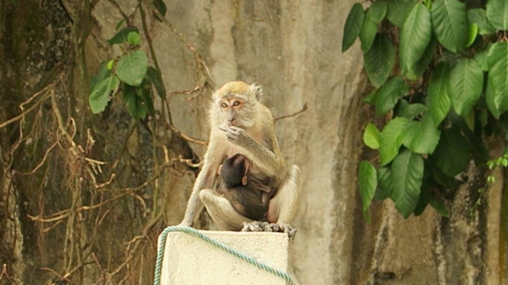Rude Monkey Gives Me the Middle Finger in Kuala Lumpur's Batu Caves