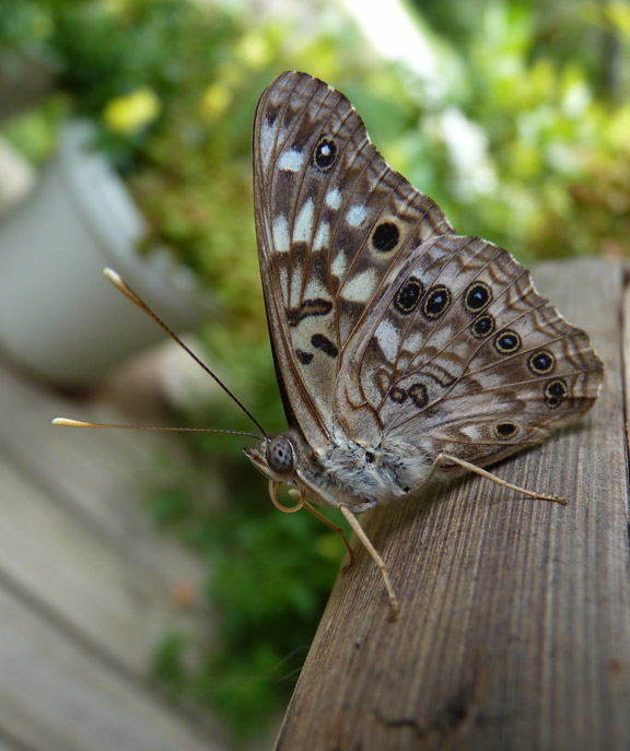 Eastern Tailed-Blue Butterfly | Kim Smith Films