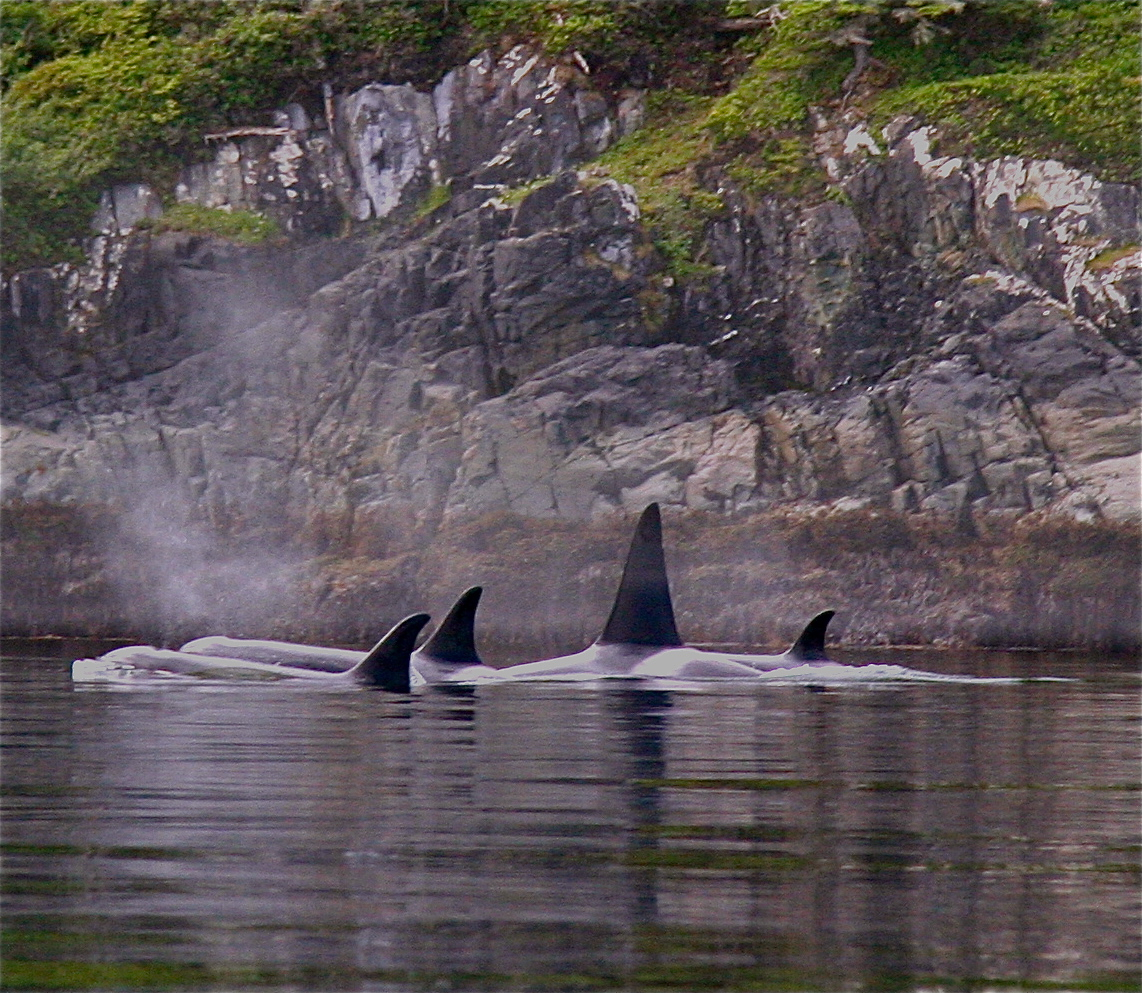 Orcas - KM Documentaries