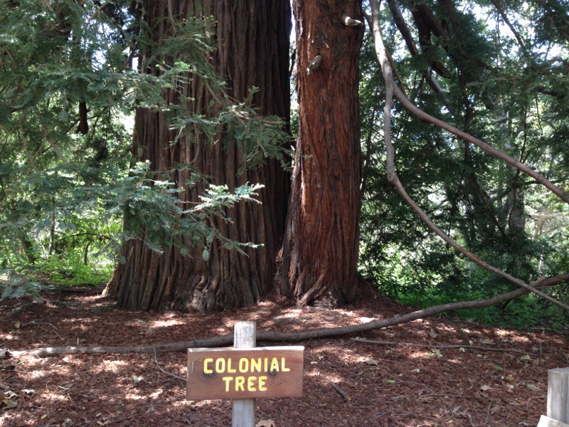 Visiting Pfeiffer Big Sur State Park - LA Explorer