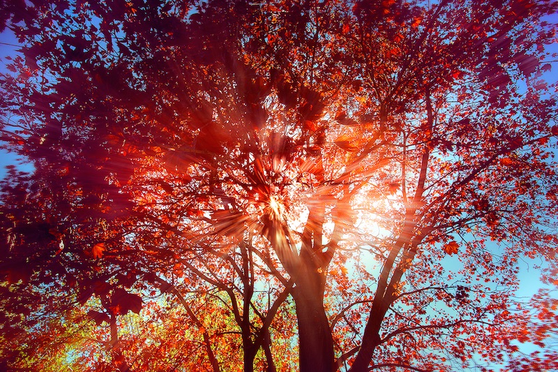 Screaming Tree - Landscape Printing