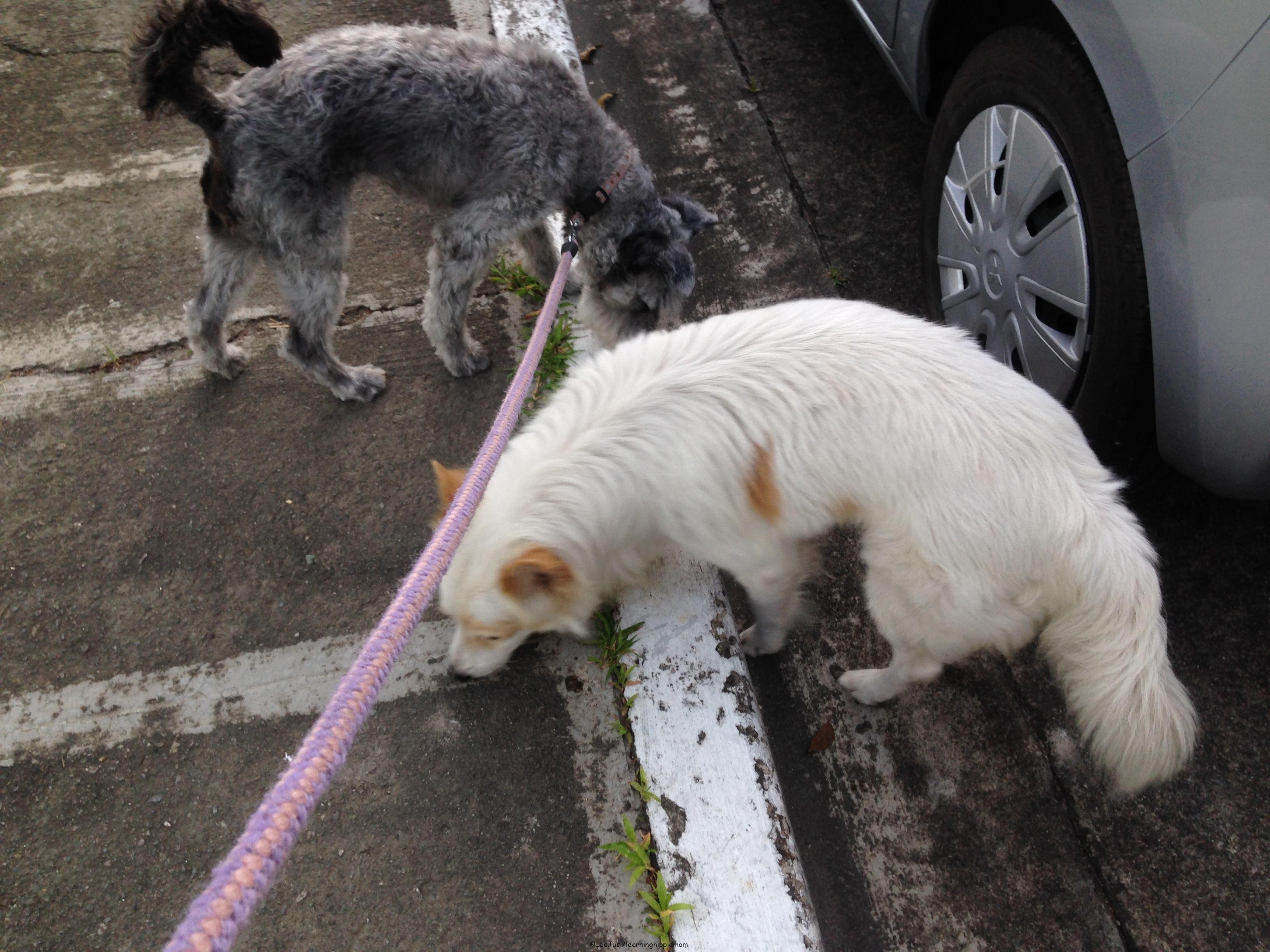 Shiro, Borrowed and Beloved Dog – Learning Hippie Mom