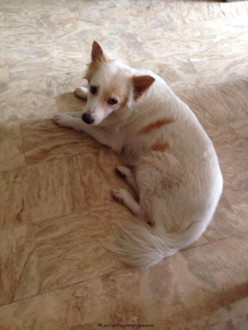 Shiro, The Prodigal Dog, Returns – Learning Hippie Mom