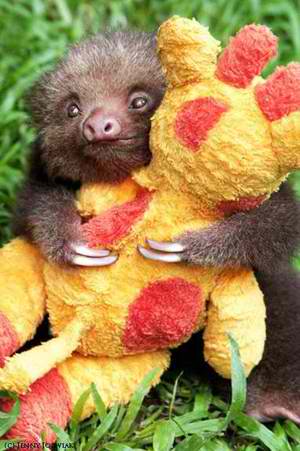A Gratuitous Sloth Post, Because I Love You – Lena Corazon
