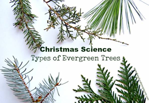 Learn About The Types Of Evergreen Trees Lesson Plans learn-about-the-types-of-evergreen-trees-lesson-plans