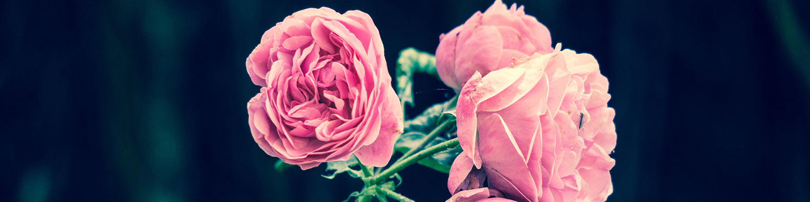 Pink Garden Roses — Free LinkedIn Header Images