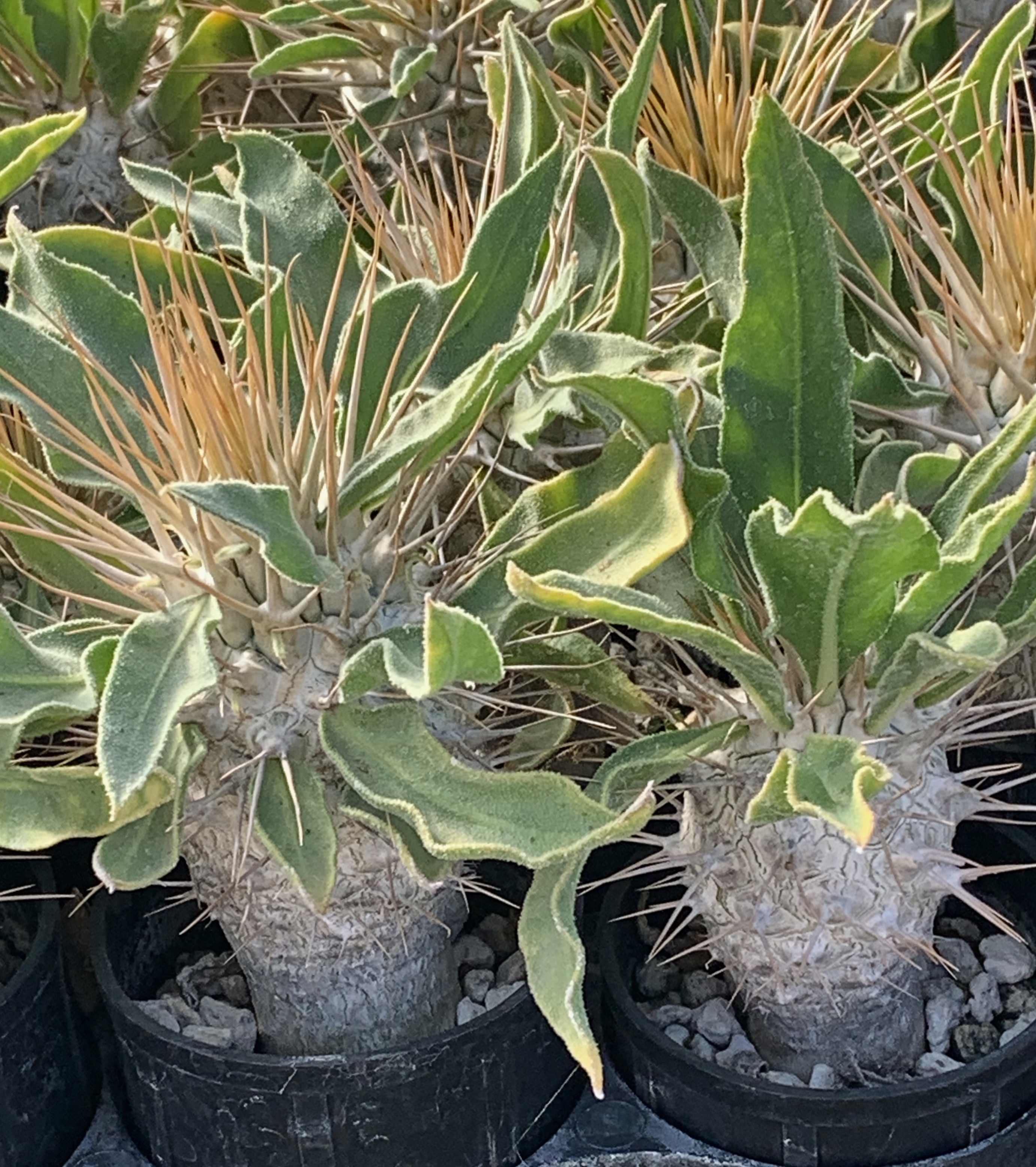 Pachypodium - Lithops Living Stones Nursery