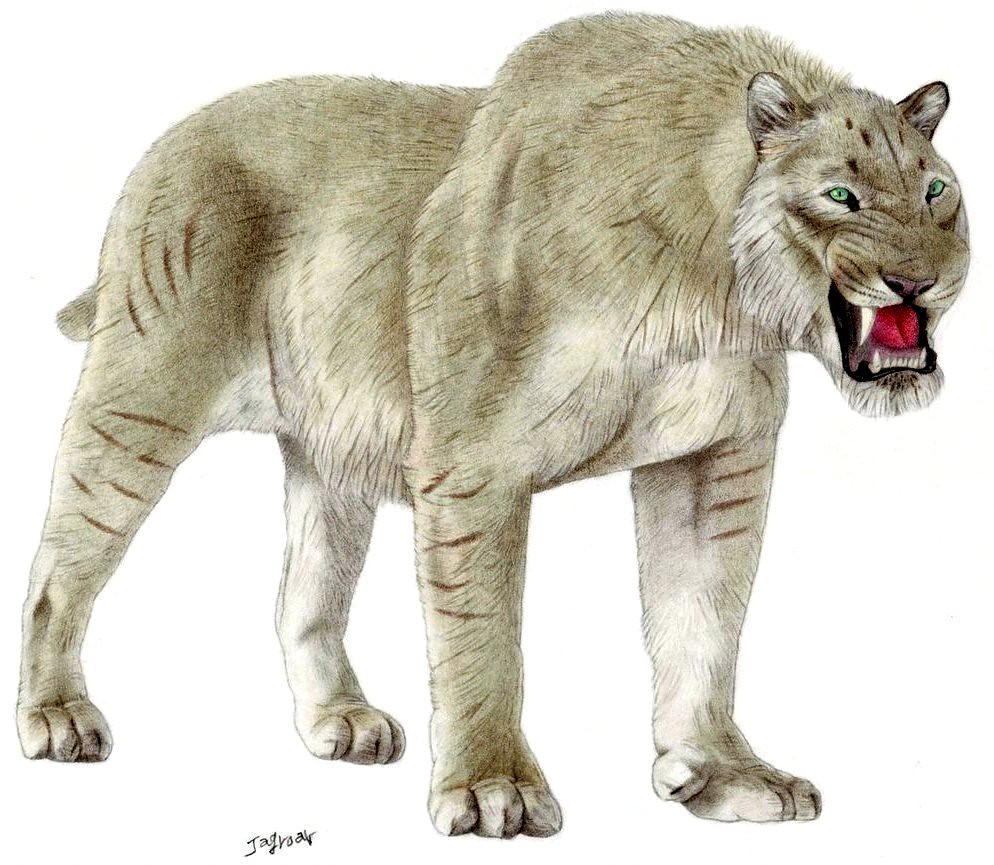 The Other Sabertooths Scimitar-Toothed Cats Of The Western Hemisphere ...