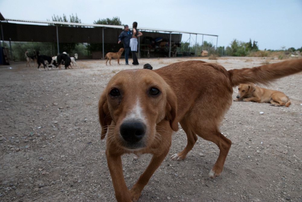 List Of Noah'S Ark Animal Shelter Gainesville Tx Article