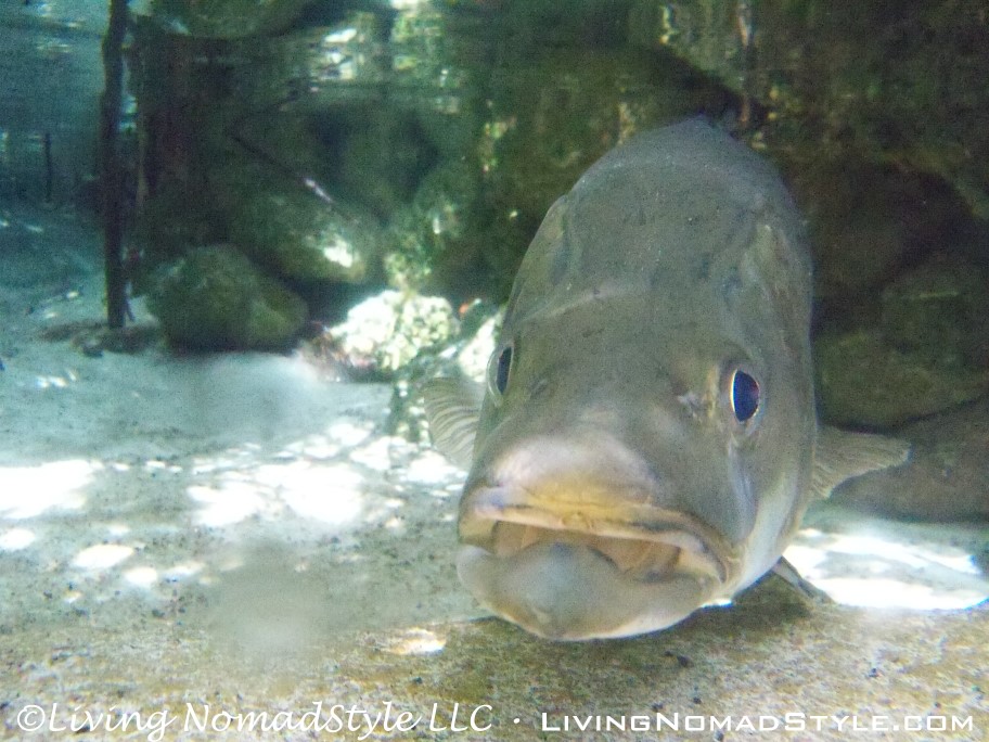 The Florida Aquarium - Living Nomad Style