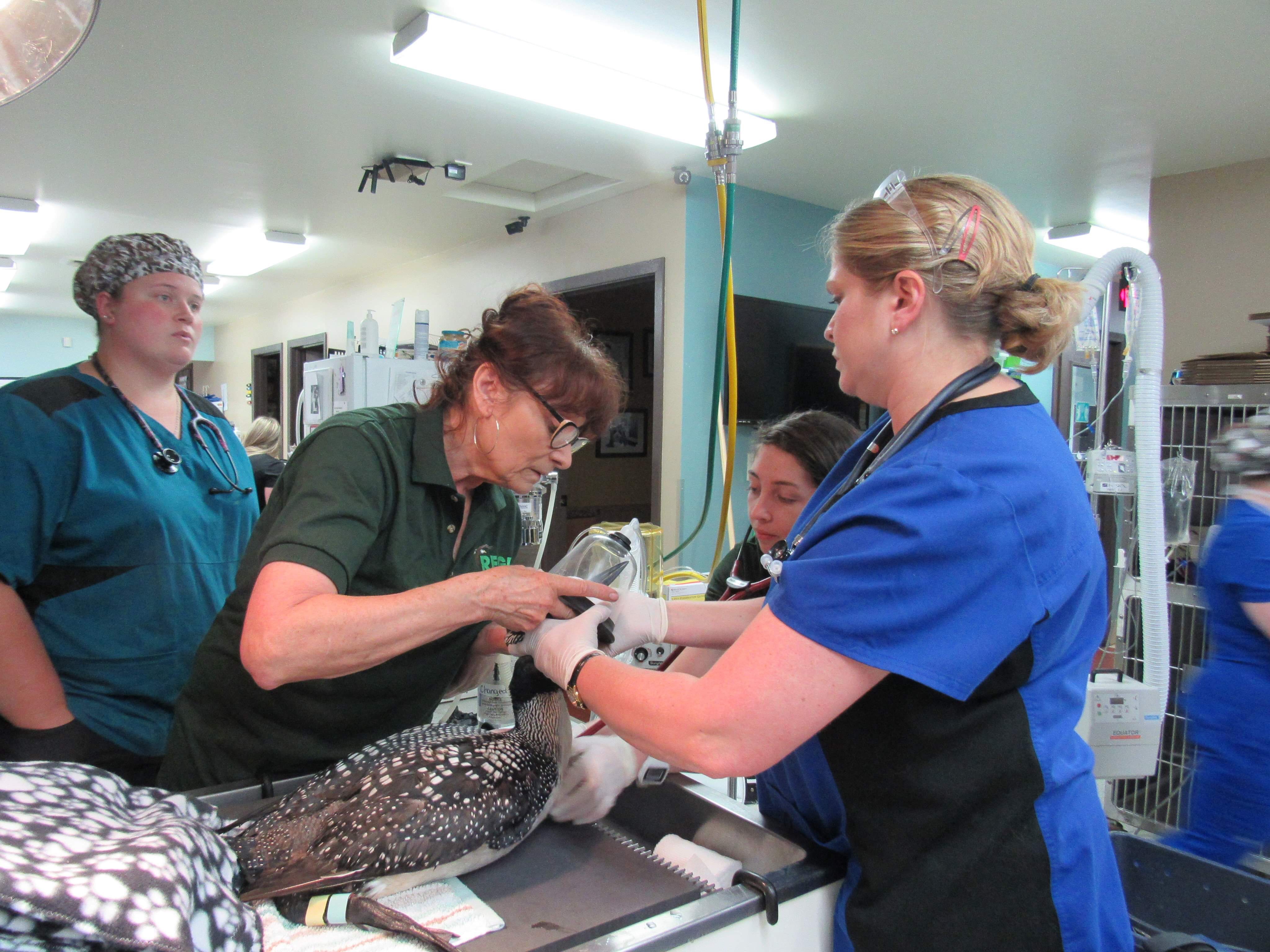 A Bittersweet Tale - The Loon Project