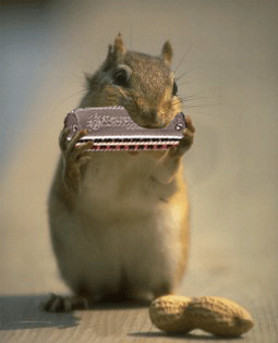 Harmonica Tutorial! So Easy A Squirrel Could Do It! Dreaming of Playing ...