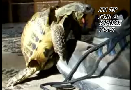 Shoe + Turtle The Forbiden Love Story. Tis The Season For Joy w/ Shoe ...