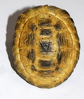 Kevin Gosselin 7in. Figure ‘Bacon’ W/ A Turtle Shield & Spear. A Rascal ...