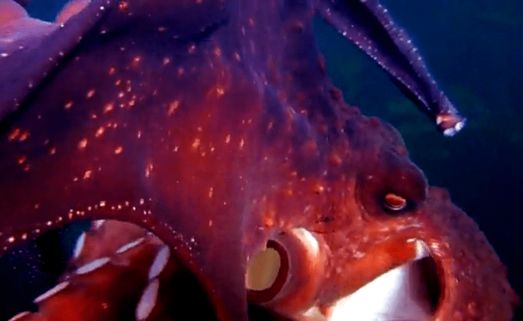 Octopus Steals Camera During Free-Dive, It’s A Grab & Run, Mr. Octopus ...