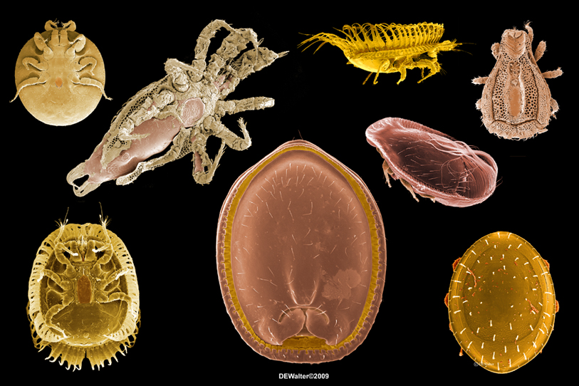 ant mites | Macromite's Blog