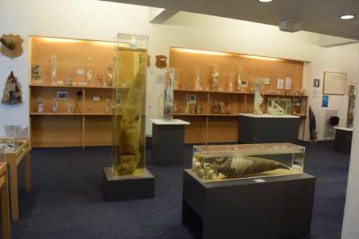 Iceland's Penis Museum (The Icelandic Phallological Museum) - Mags On ...
