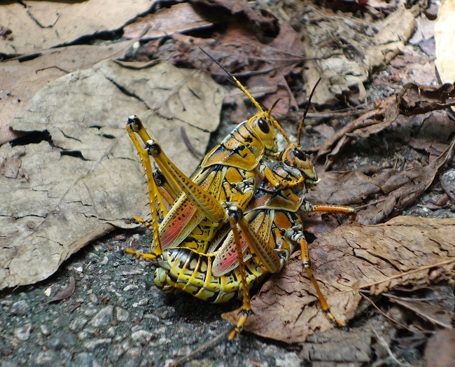 Mating Crickets | Make It What You Want