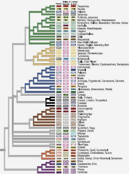 A molecular phylogeny of birds | mAnasa-taraMgiNI