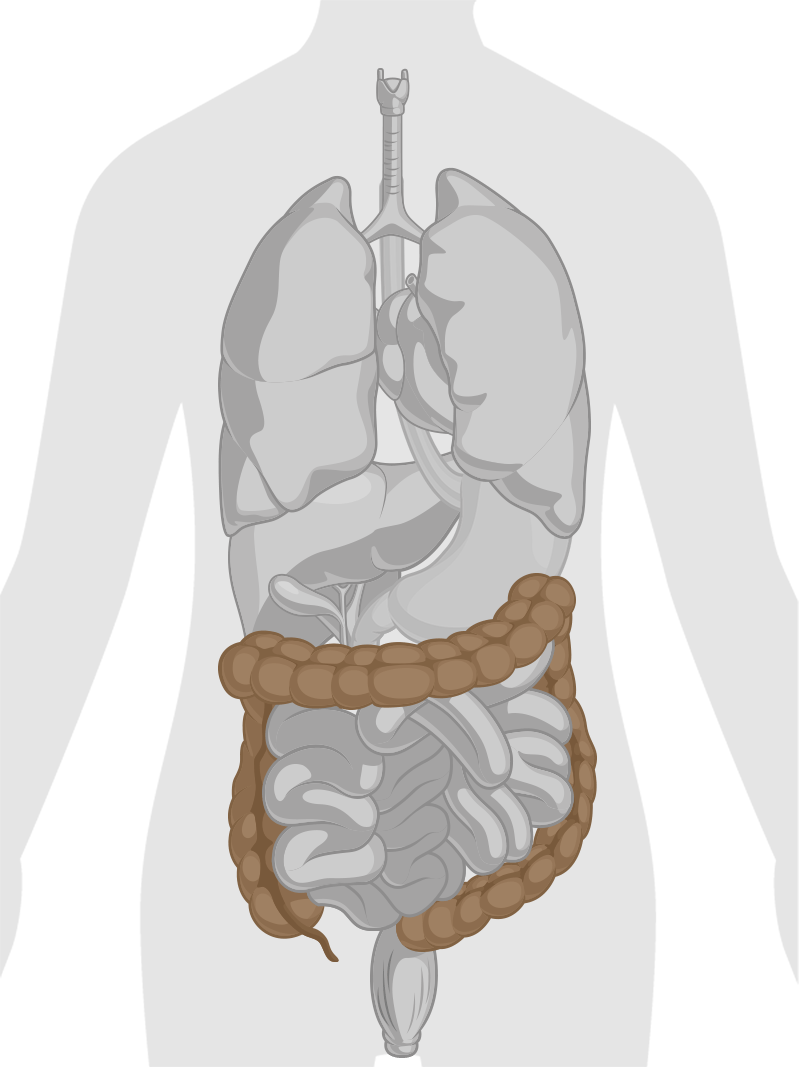 GI-Tract-Colon | Dr. Alexander Mantas - Gastroenterologist in Dallas TX