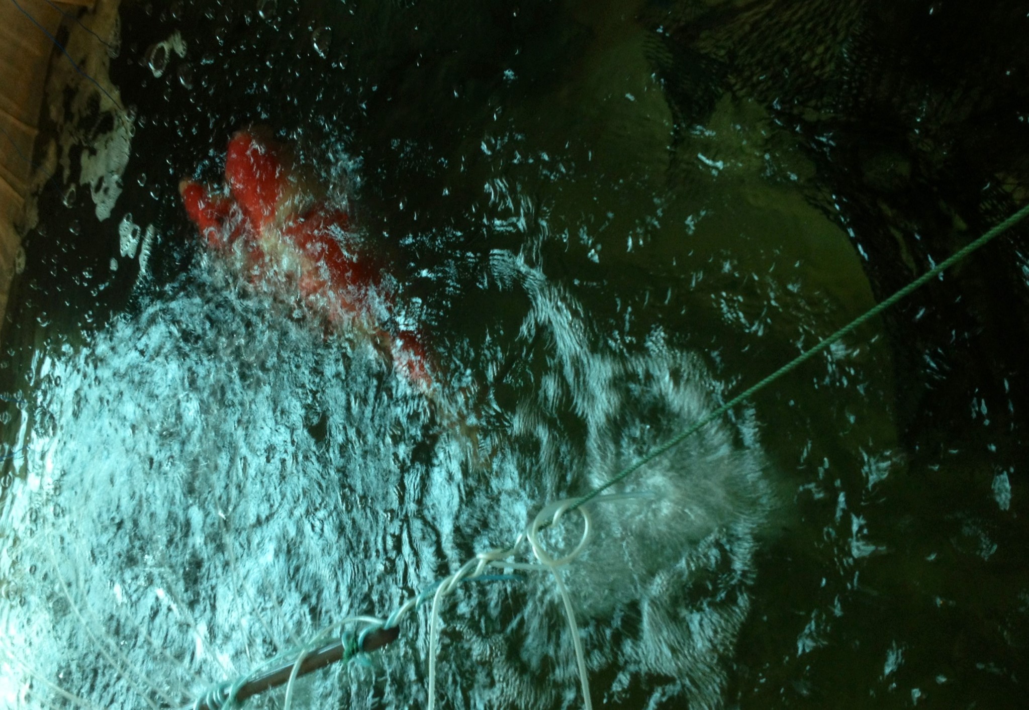 Koi Breeding | Marugen Koi Farm