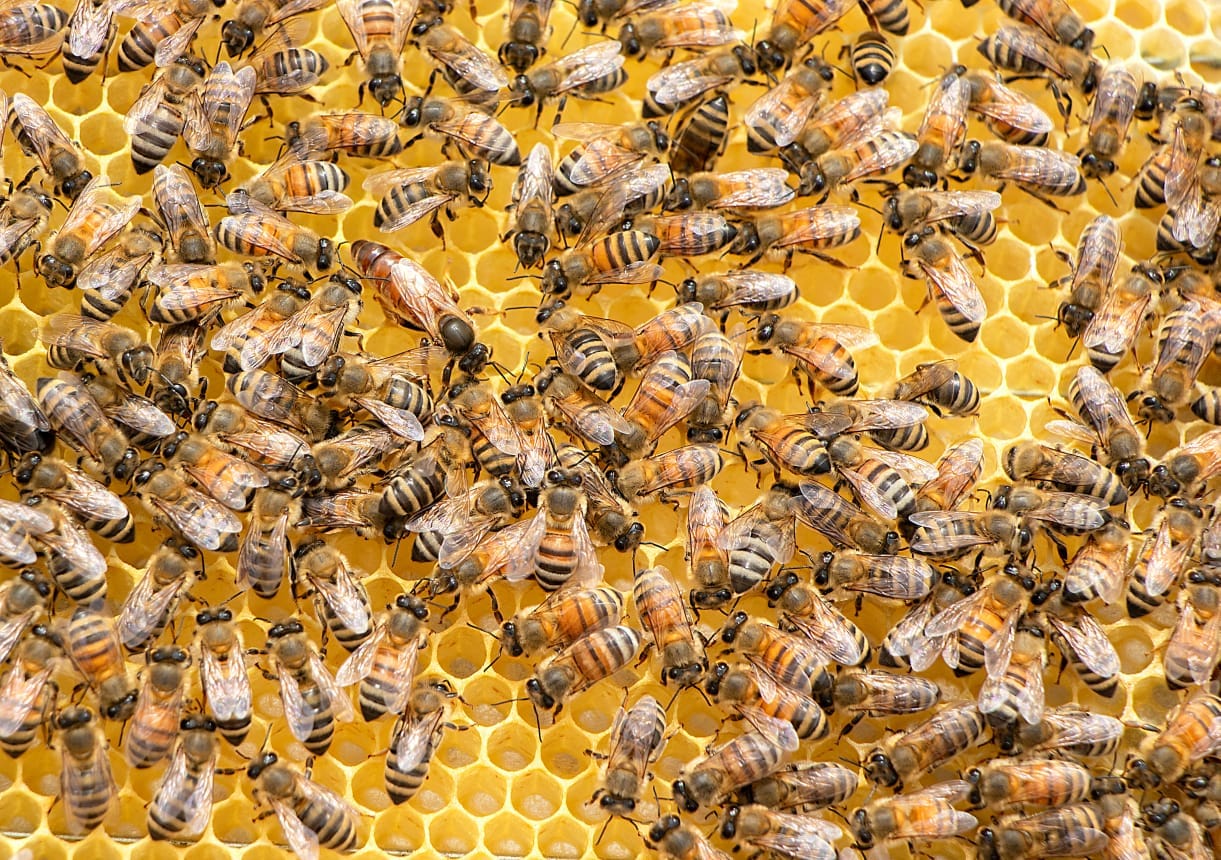 Bantu Perkuat Kulit, Ini Dia Manfaat Propolis untuk Kecantikan
