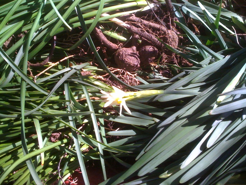 Oxblood Lilies (Rhodophiala bifida)
