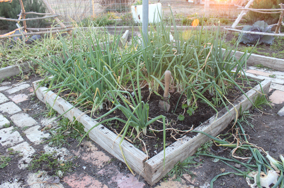 Growing Shallots