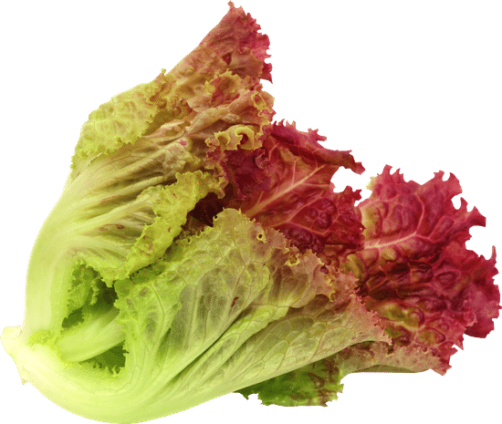 Lettuce Vs Lettuce: The Ultimate Face-Off - DeliFo
