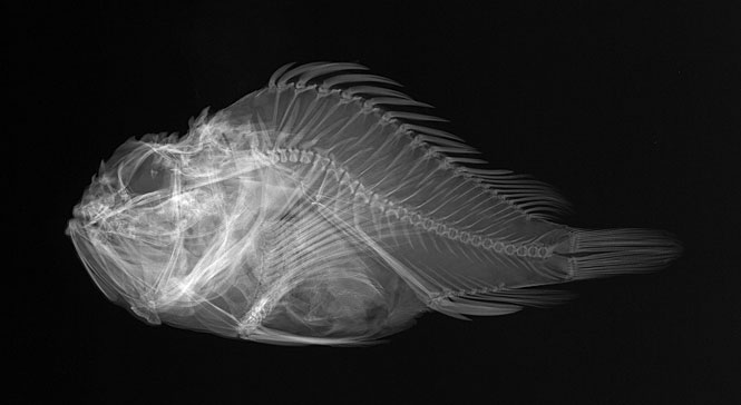X-Ray of a scorpion fish / Boing Boing