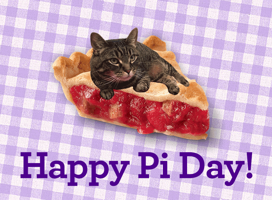 Can Cats Eat Apple Pie CAT DKO can-cats-eat-apple-pie-cat-dko