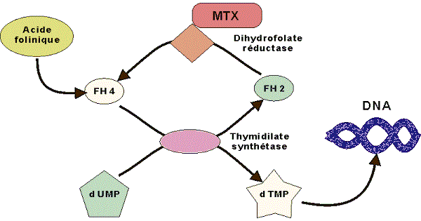 Antimetabolites - www.medicoapps.org