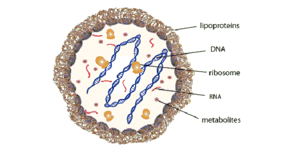 Mycoplasma - www.medicoapps.org