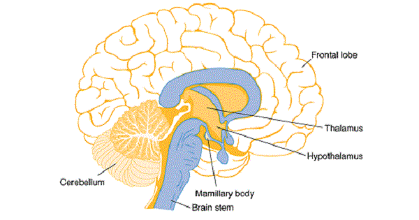 Thalamus - www.medicoapps.org